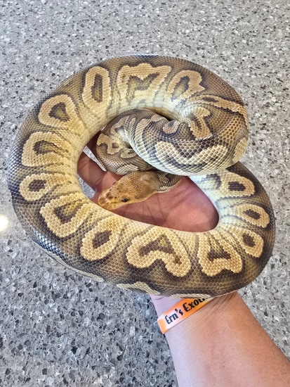 Cypress Clown Ball Python by Ern's Exotics