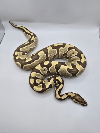 Enchi DG Het Hypo Adult Ball Python by Ern's Exotics