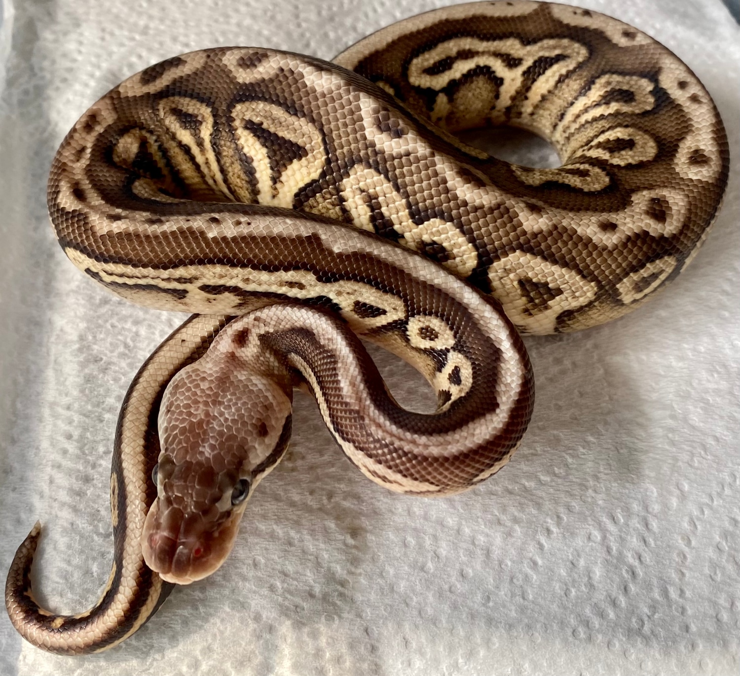 Black Pewter 100% Het Desert Ghost. Ball Python by Westside Reps ...