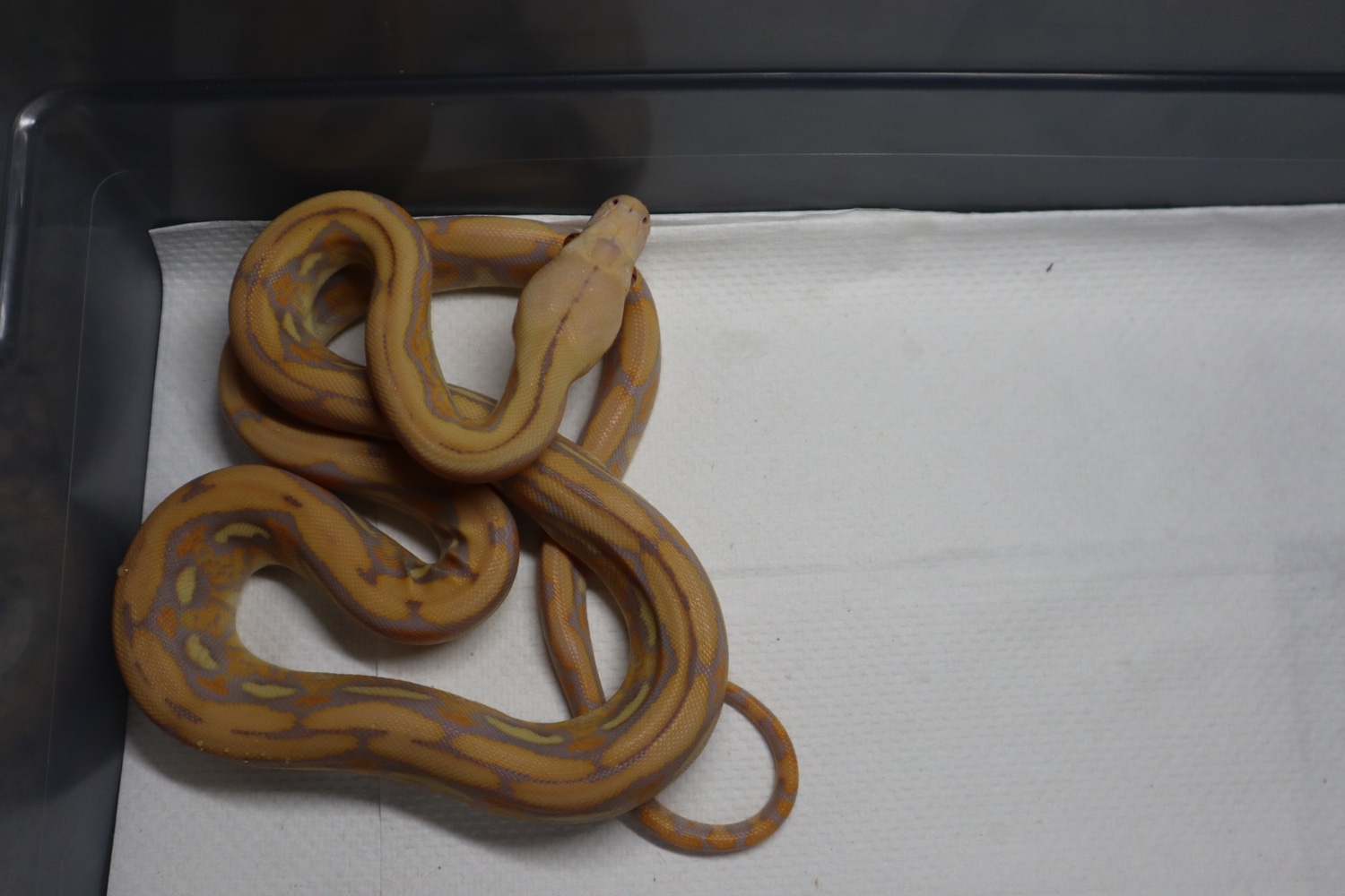 Lavender Tiger Reticulated Python by Bigger Better Reptiles - MorphMarket