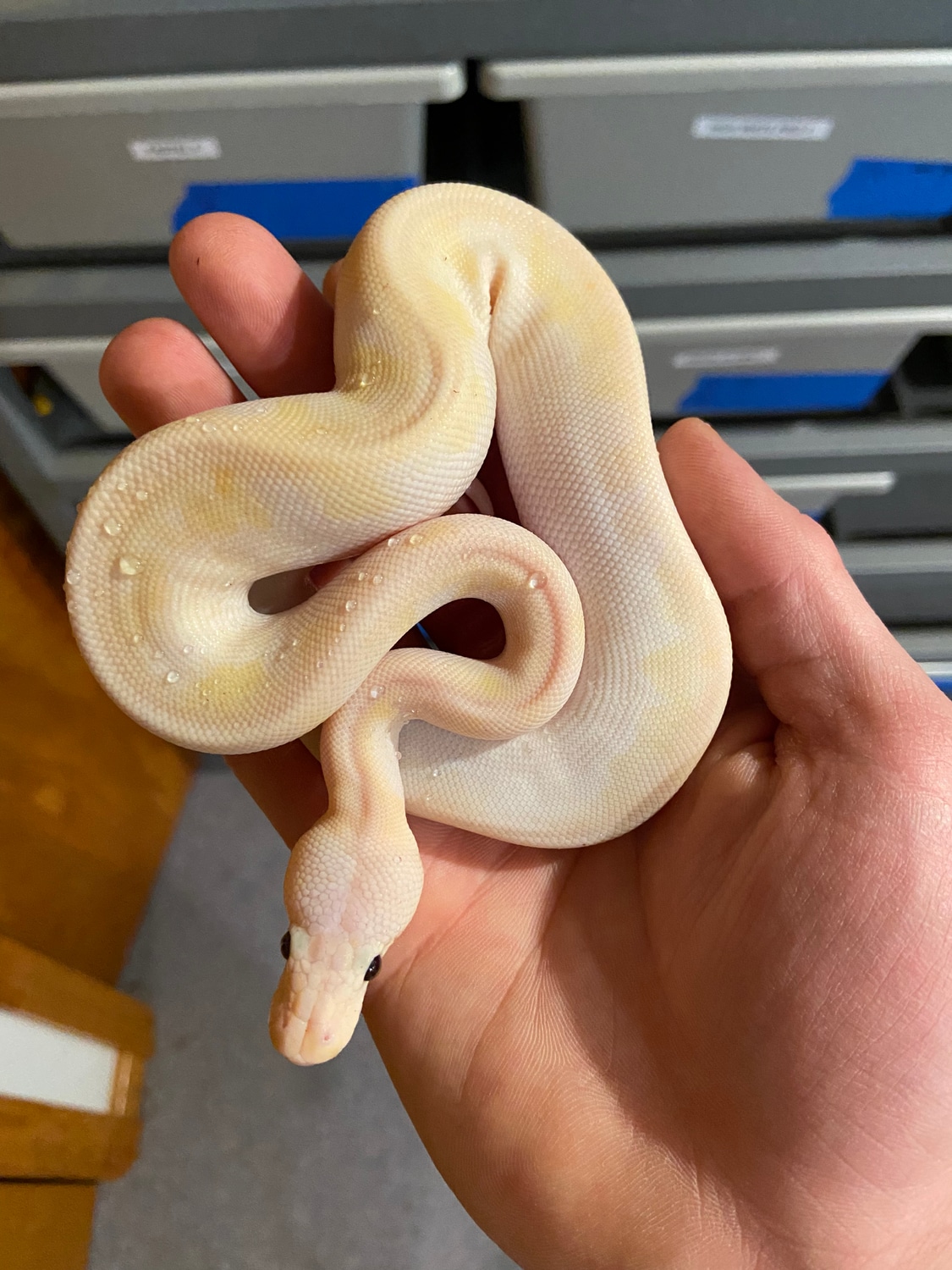 Pastel Champagne Banana Het Clown Ball Python by Bigger Better Reptiles ...