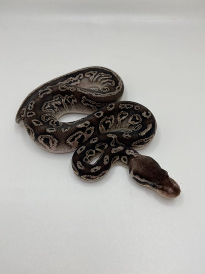 Black Pewter Ball Python by Bigger Better Reptiles