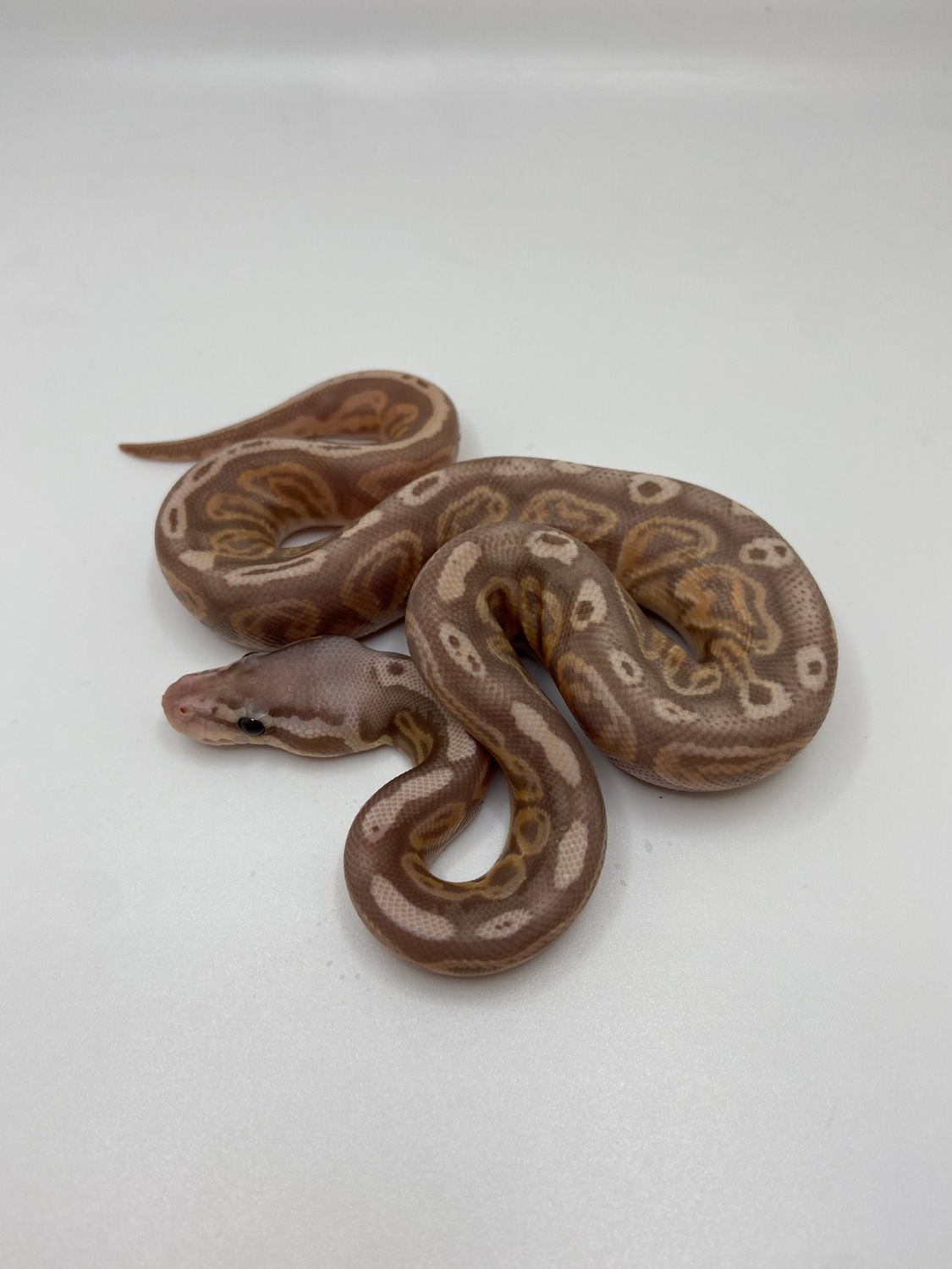 Coral Glow Black Pewter Ball Python by Bigger Better Reptiles - MorphMarket