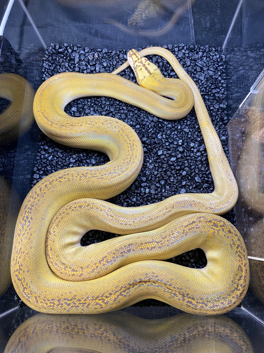 Mochino Motley Goldenchild Reticulated Python by Bigger Better Reptiles ...