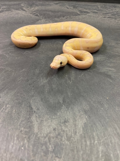 Super Pastel Banana Clown Ball Python by Bigger Better Reptiles