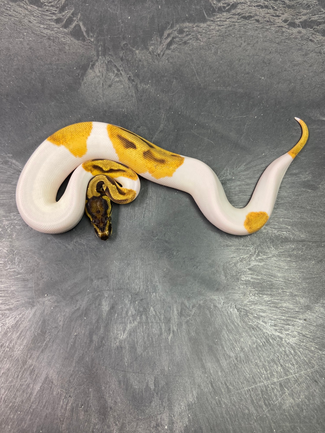 OD Enchi Pied Ball Python by Bigger Better Reptiles - MorphMarket