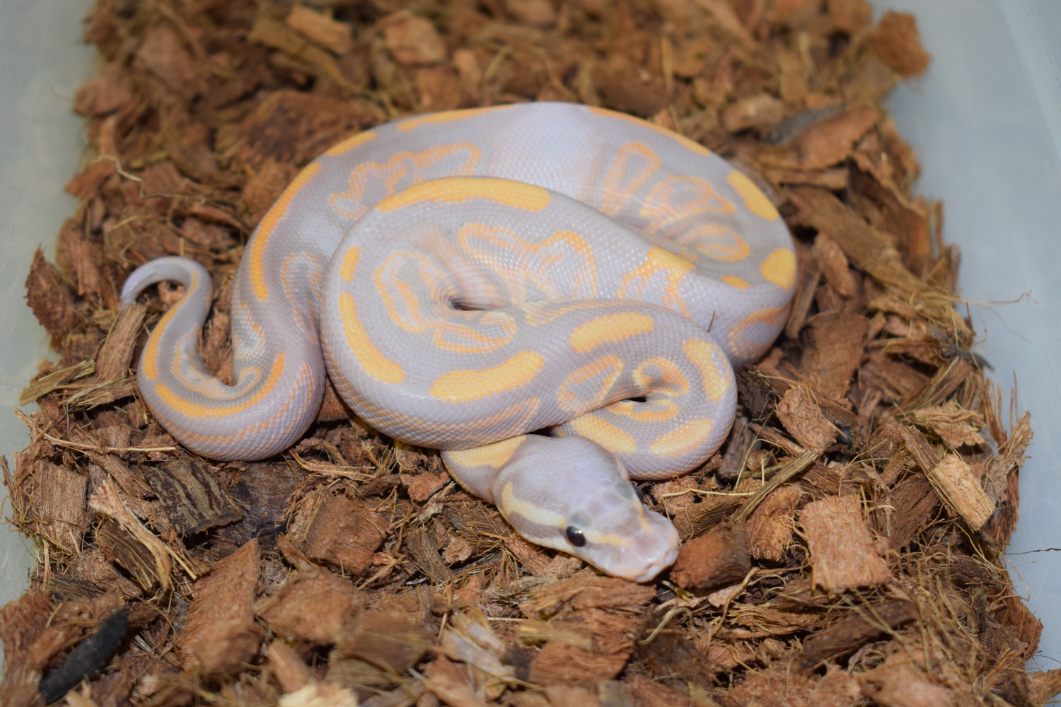 Coral Glow Black Pastel Het Pied Ball Python by Bigger Better Reptiles ...