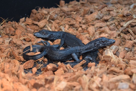 Black Dragon Water Monitor by Bigger Better Reptiles