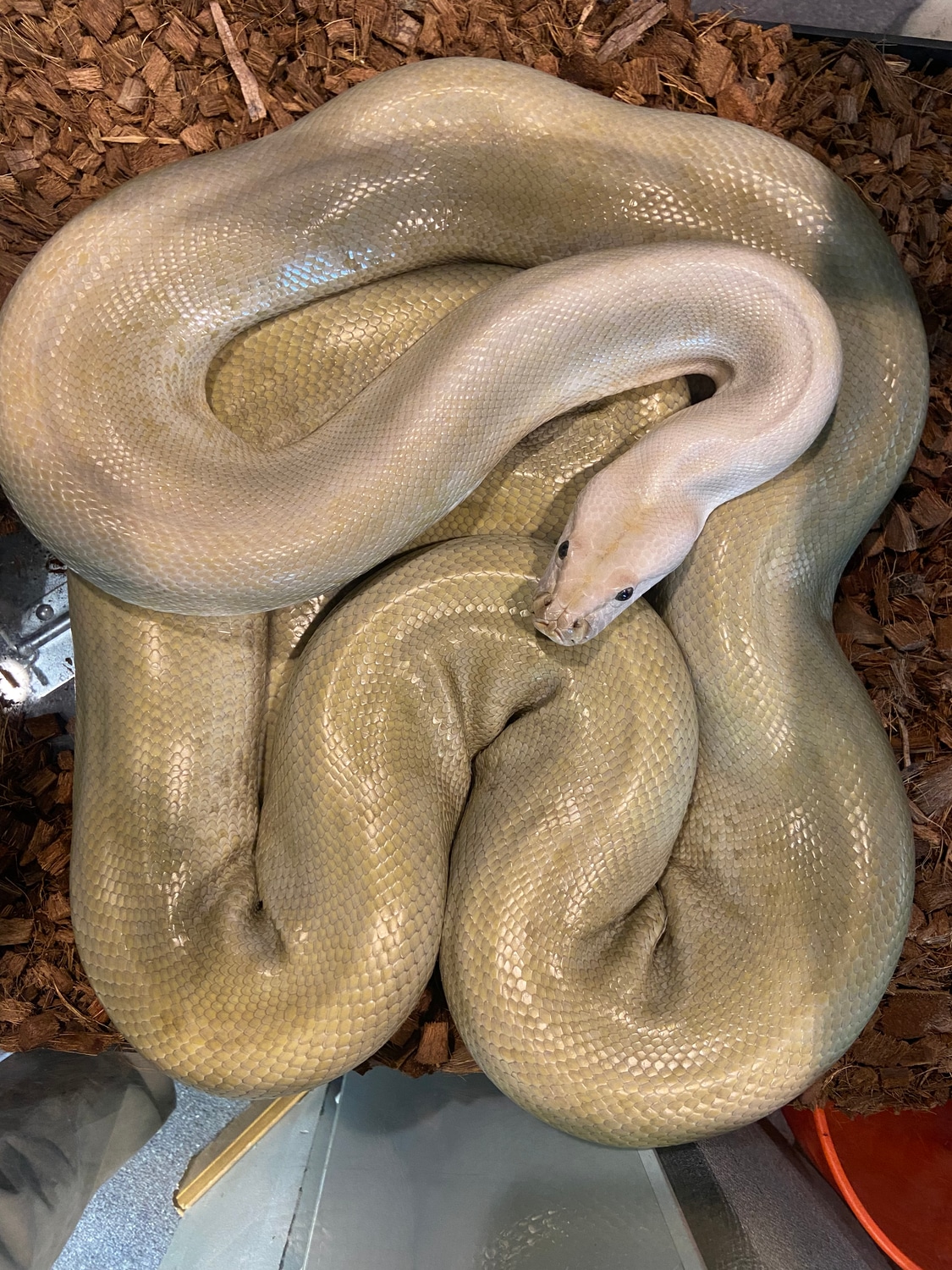 2019 Green Granite Het Albino Burmese Python by Bigger Better Reptiles ...