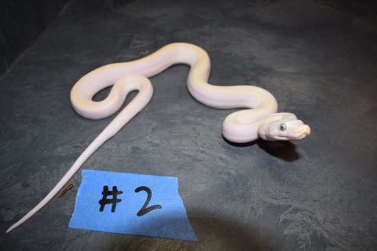 Cow Pos Sunfire Reticulated Python by Bigger Better Reptiles