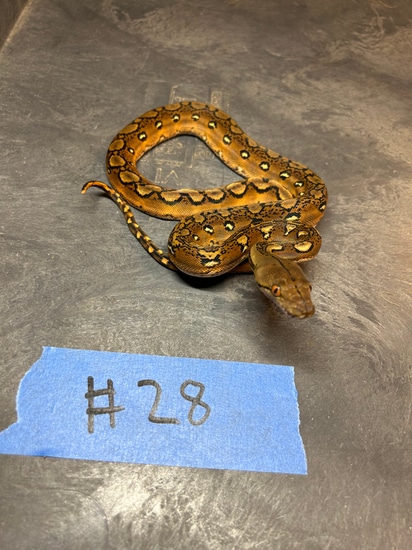 Sunfire HOGS Reticulated Python by Bigger Better Reptiles