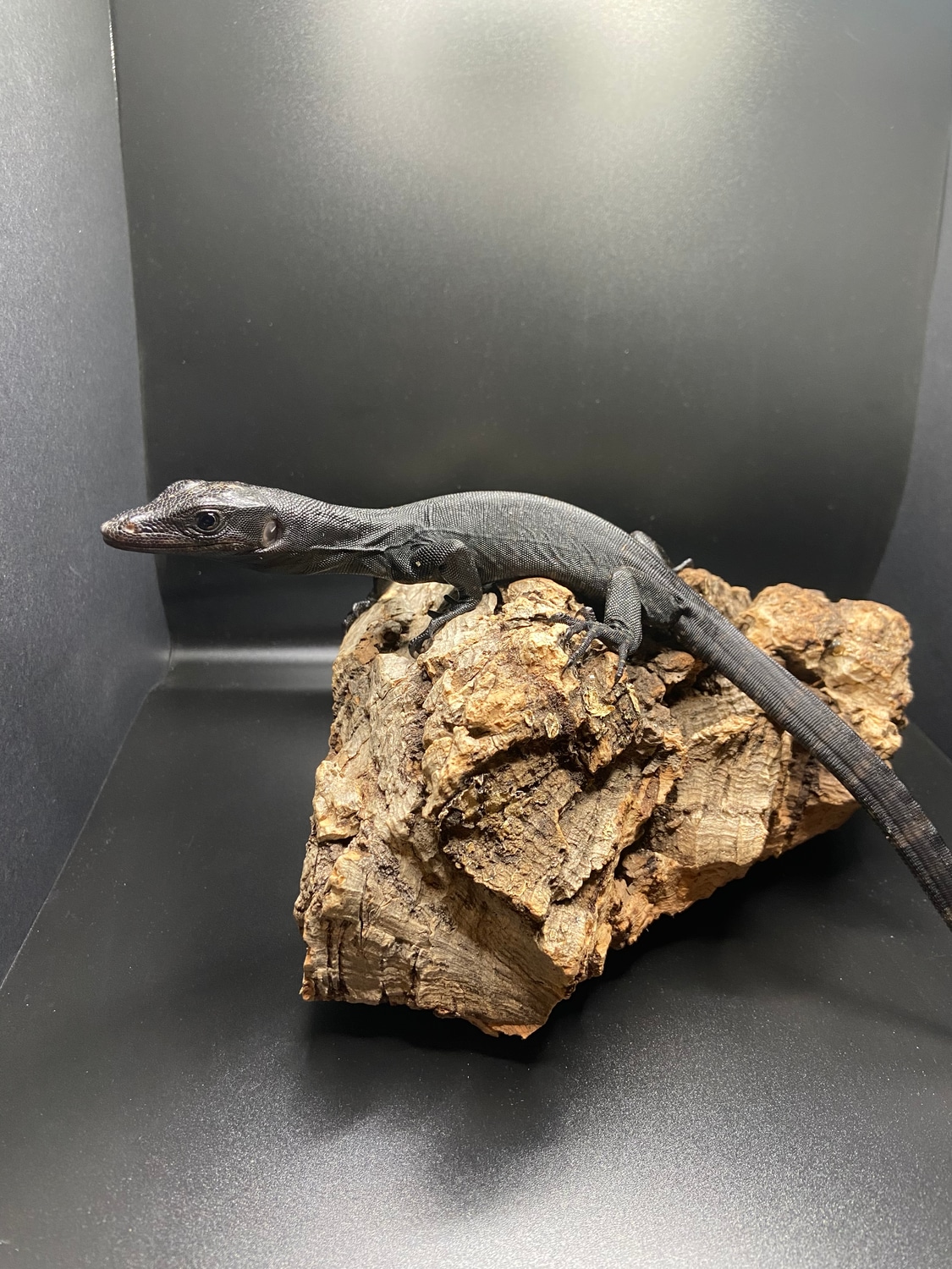 Black Dragons Water Monitor by Bigger Better Reptiles - MorphMarket