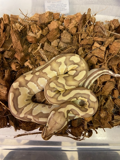 Coral Glow Hybrid Blood Ball Ball Python by Bigger Better Reptiles