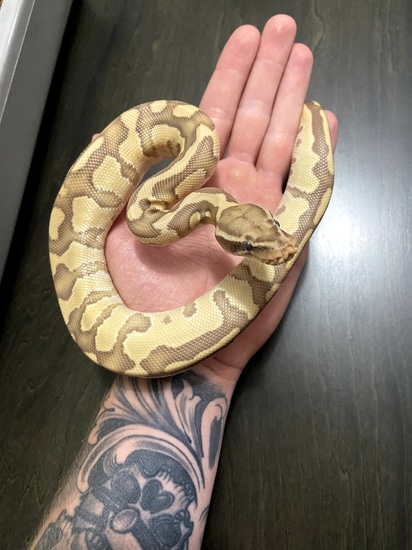 Coral Glow Hybrid Blood Ball Ball Python by Bigger Better Reptiles