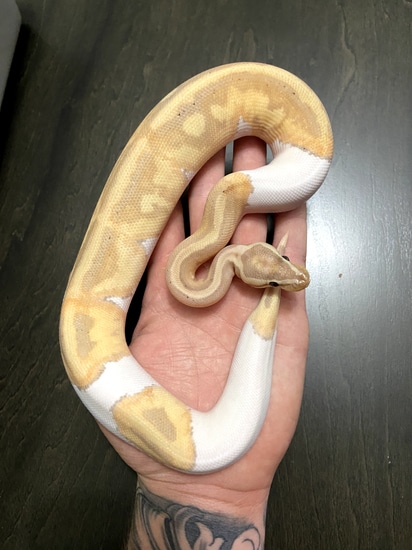 Coral Glow Pied Het Albino Ball Python by Bigger Better Reptiles