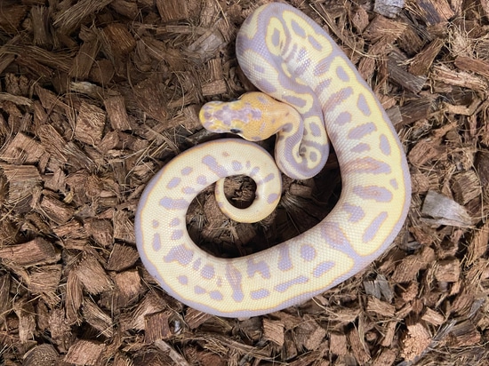 Pastel Scarecrow Ball Python by Bigger Better Reptiles