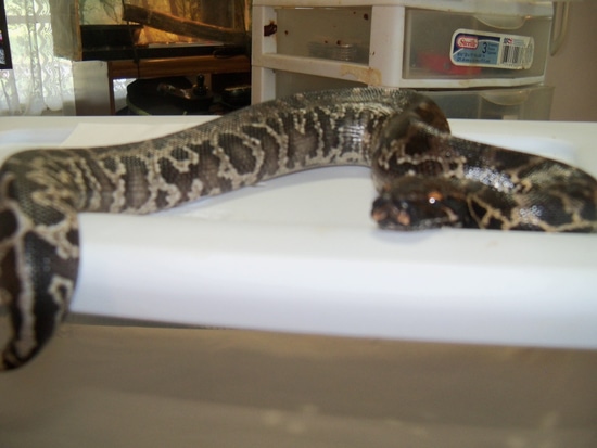 Sumatran Sumatran Short-Tailed Python by Steve's Phytons