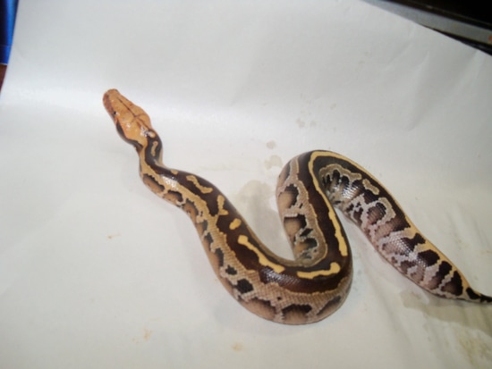 Borneo Ghost/granite Borneo Short-Tailed Python by Steve's Phytons