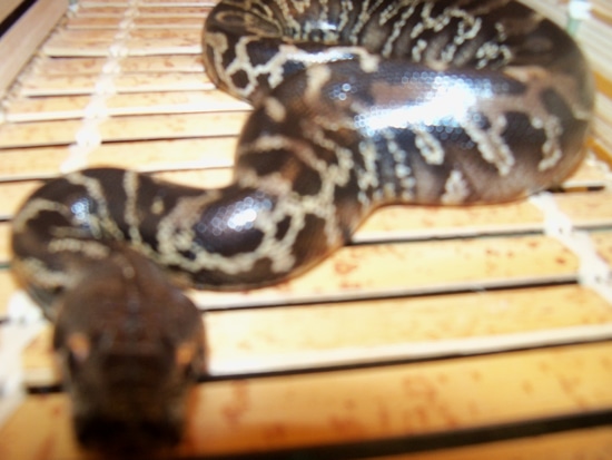 Black Blood Sumatran Sumatran Short-Tailed Python by Steve's Phytons