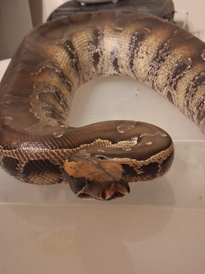 Black Blood Sumatran Sumatran Short-Tailed Python by Steve's Phytons