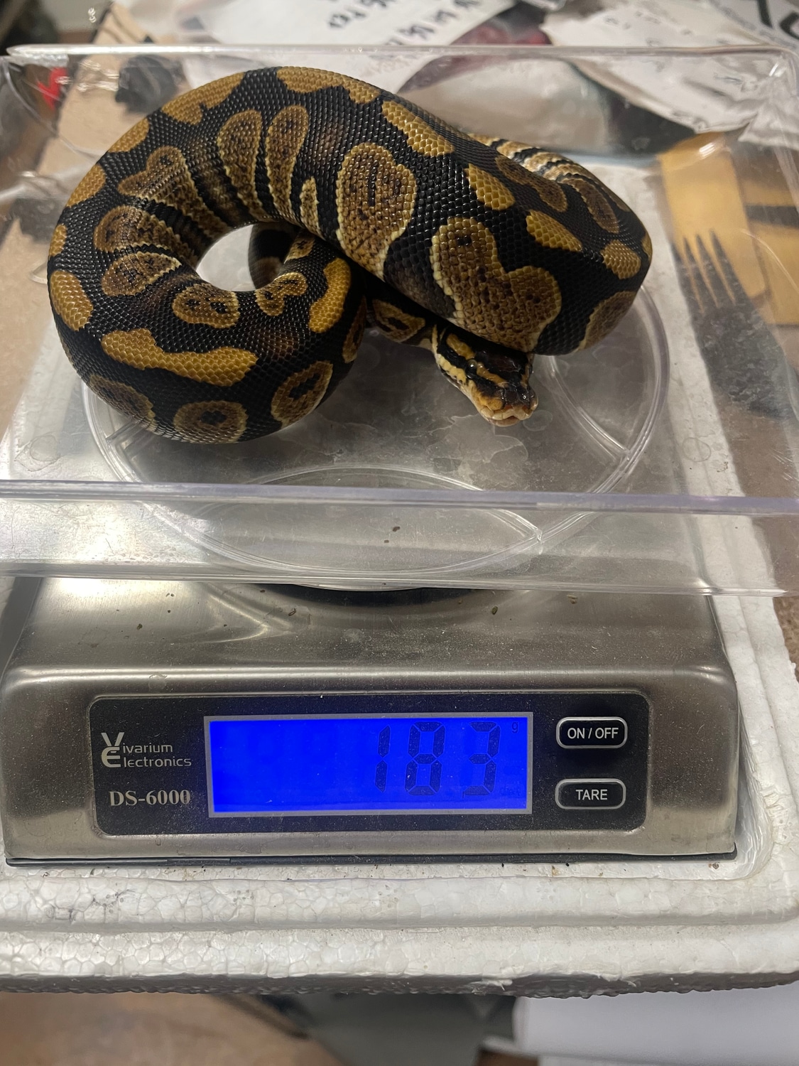 Stranger Blade Het Clown 50% Pos Het Pied Ball Python by Seaside Serpents - MorphMarket