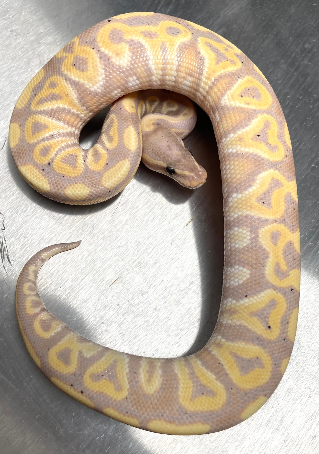 Banana Yellow Belly Ball Python by Poorballz - MorphMarket
