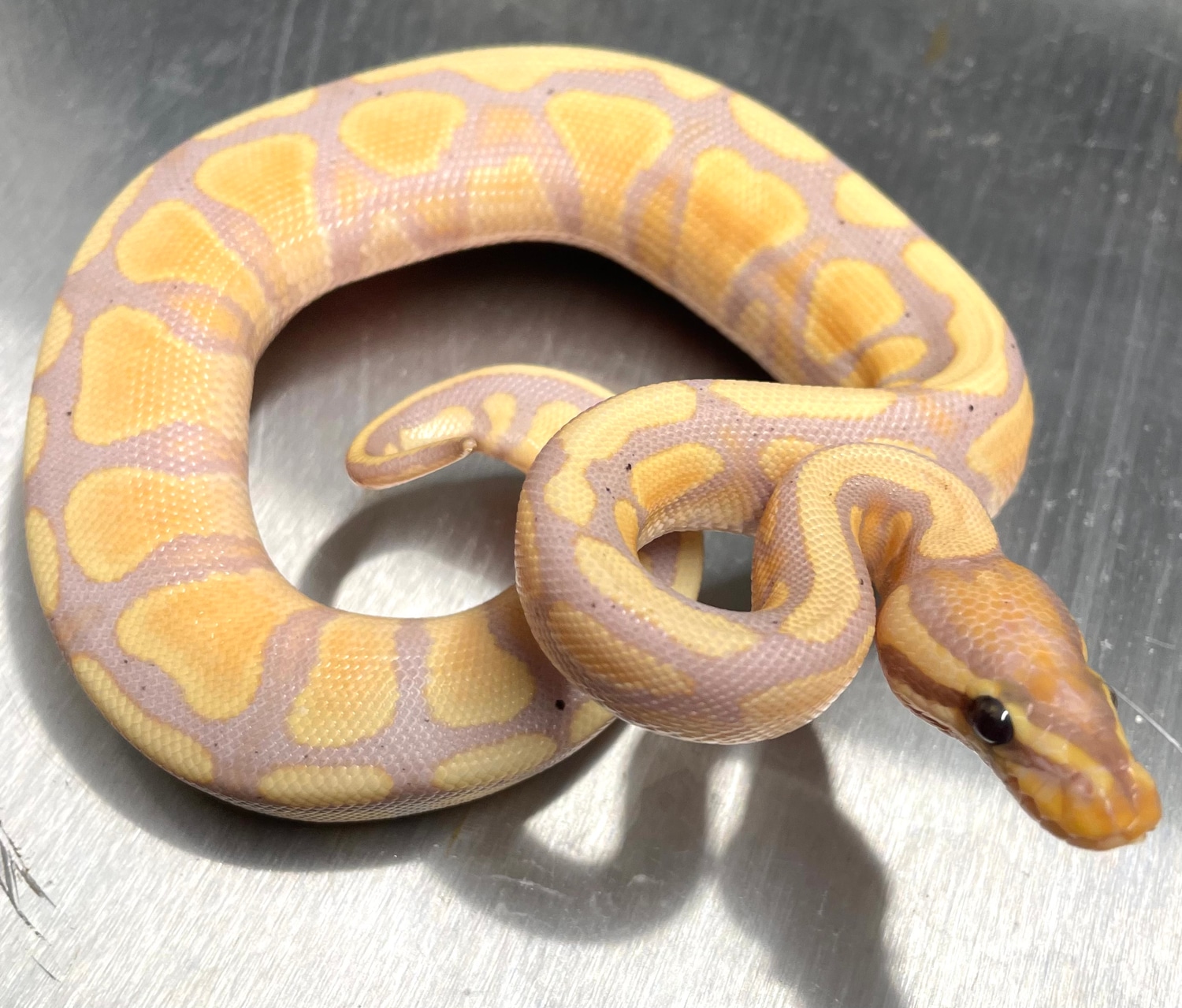 Banana Yellow Belly 100% Het Vpi Axanthic Ball Python by Poorballz ...