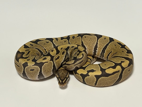 Hypo Het Tri-stripe Ball Python by Pure Genetic JAS.