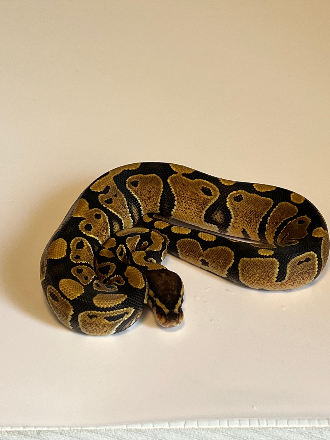 Asphalt Pos DG Ball Python by Pure Genetic JAS. - MorphMarket