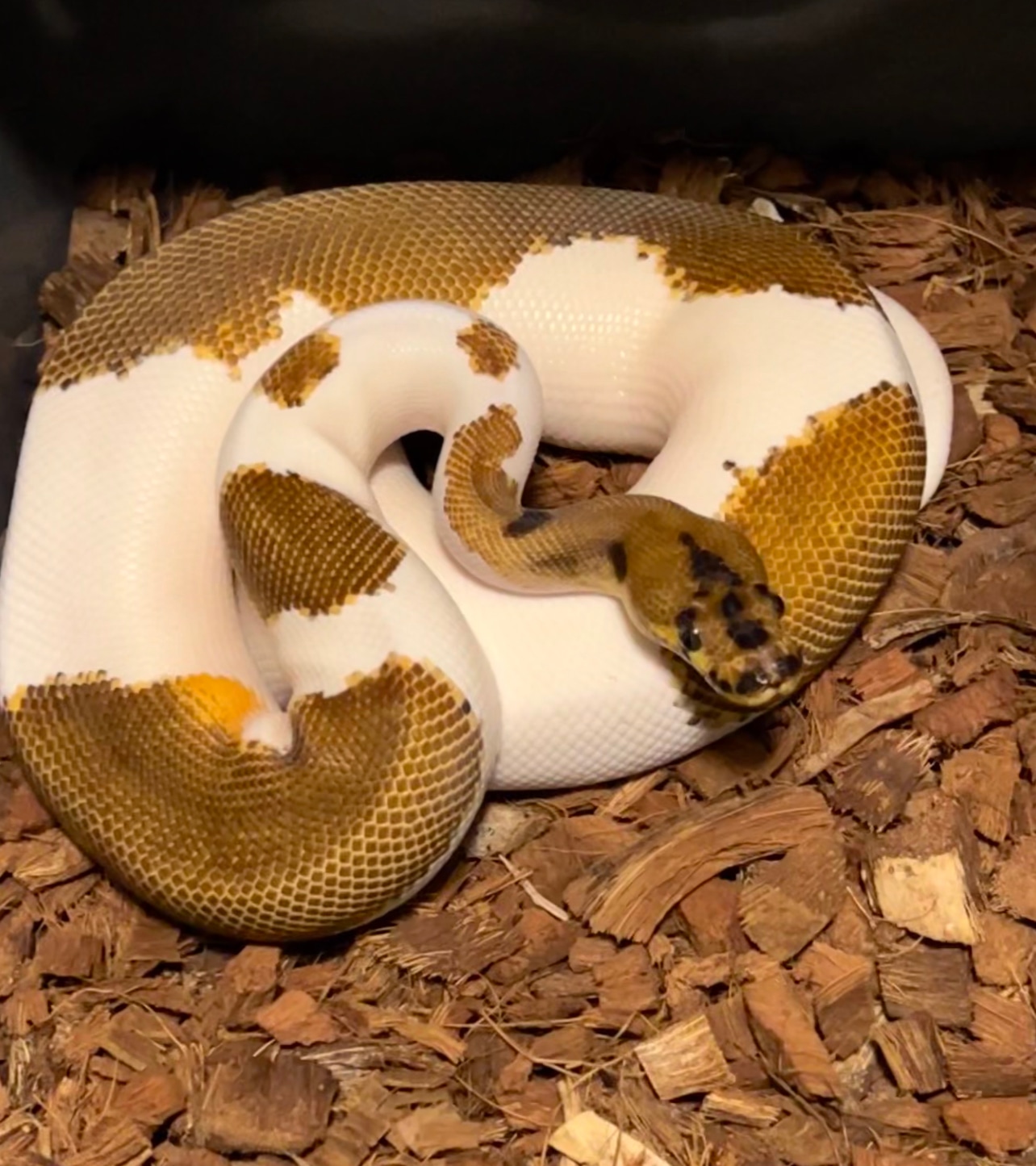 Leopard YB Clown Pied Ball Python by Pure Genetic JAS. - MorphMarket