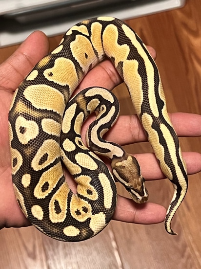 Hi OD Fire Het Hypo 50% Het Clown Poss Chocolate Ball Python by Pure ...