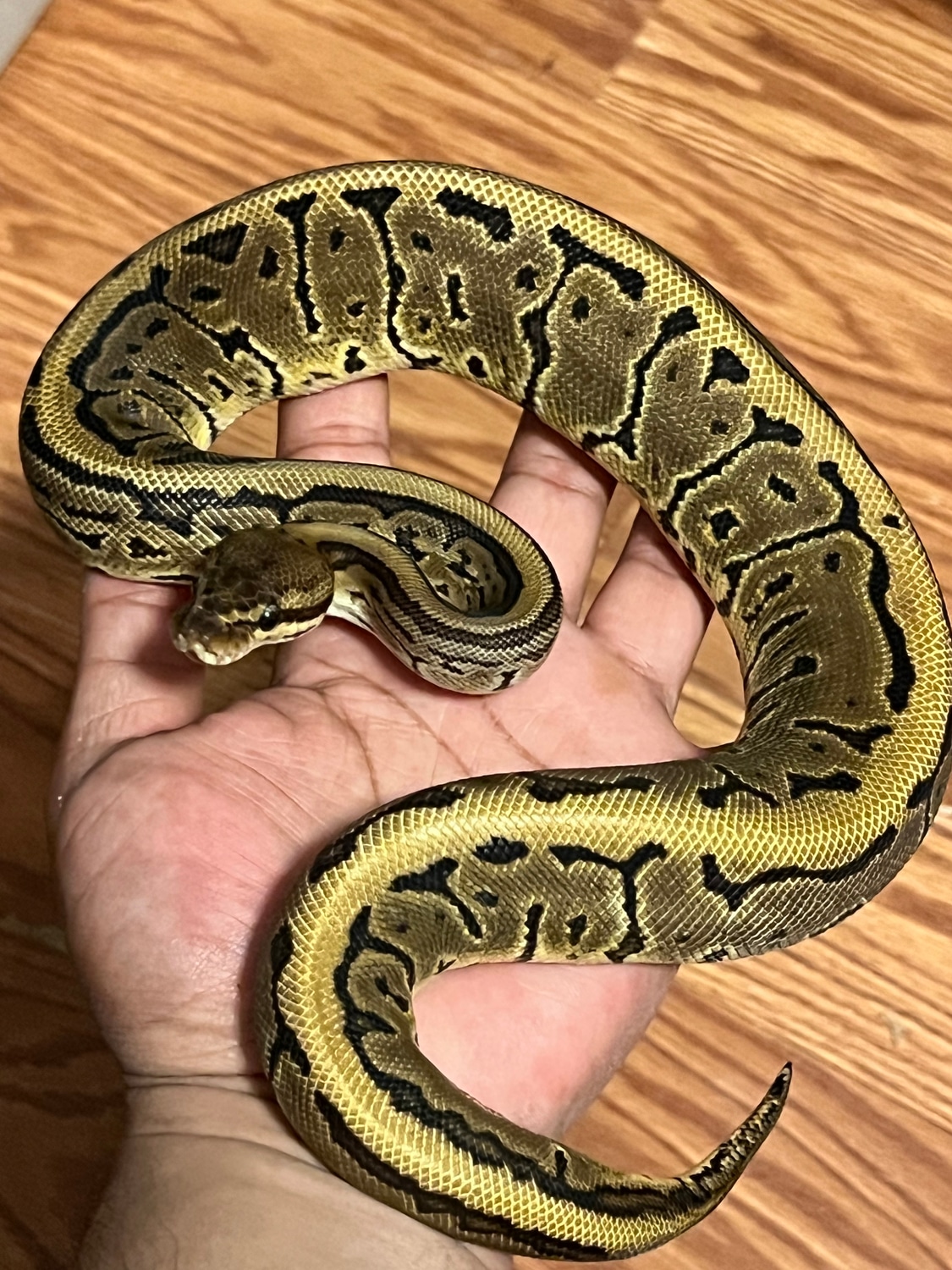 Leopard Pinstripe Het Pied 66% DG Ball Python by Pure Genetic JAS ...