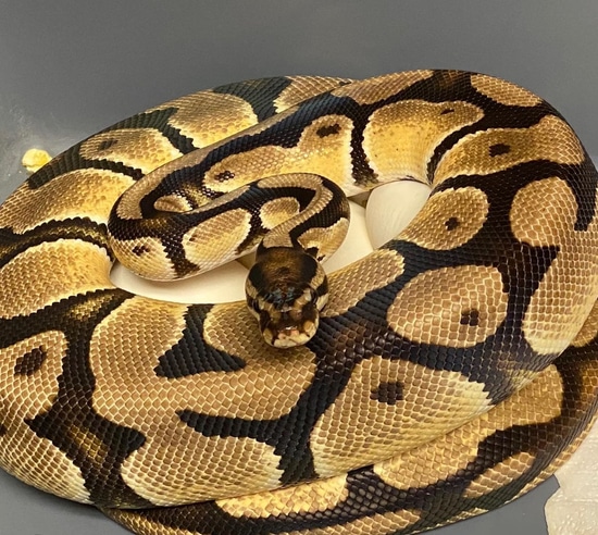 Super OD Ball Python by Pure Genetic JAS.