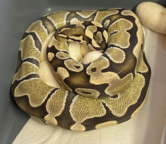 Desert Ghost Ball Python by Pure Genetic JAS.