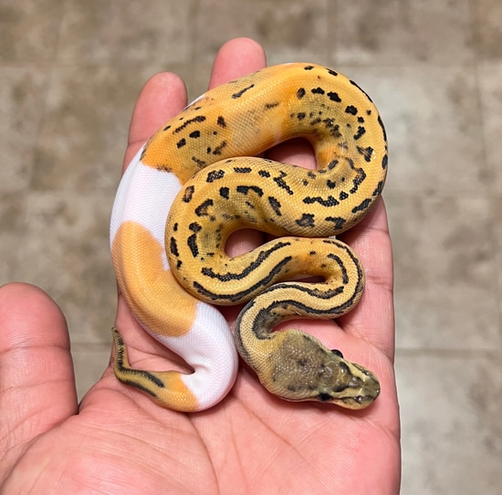Leopard Pinstripe Desert Ghost Pied Ball Python by Pure Genetic JAS.