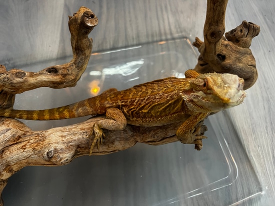 Genetic Strip Bearded Dragon Central Bearded Dragon by Engineered reptiles