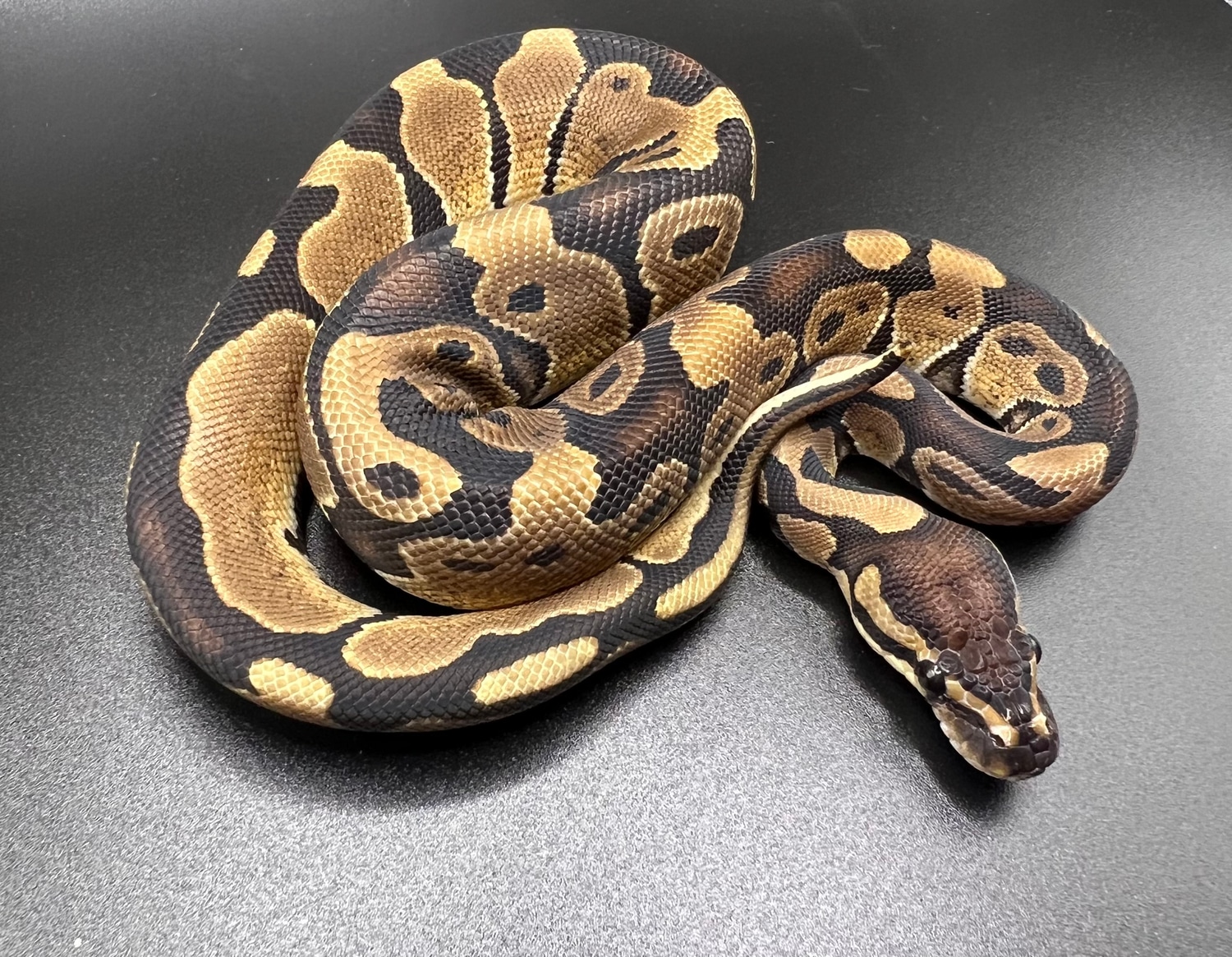 Enchi Het. Candino Ball Python by Kingdom Coldblooded - MorphMarket
