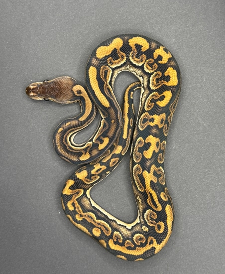 Cinnamon Puzzle Ball Python by Kingdom Coldblooded