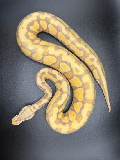 Pastel Banana Puzzle Ball Python by Kingdom Coldblooded