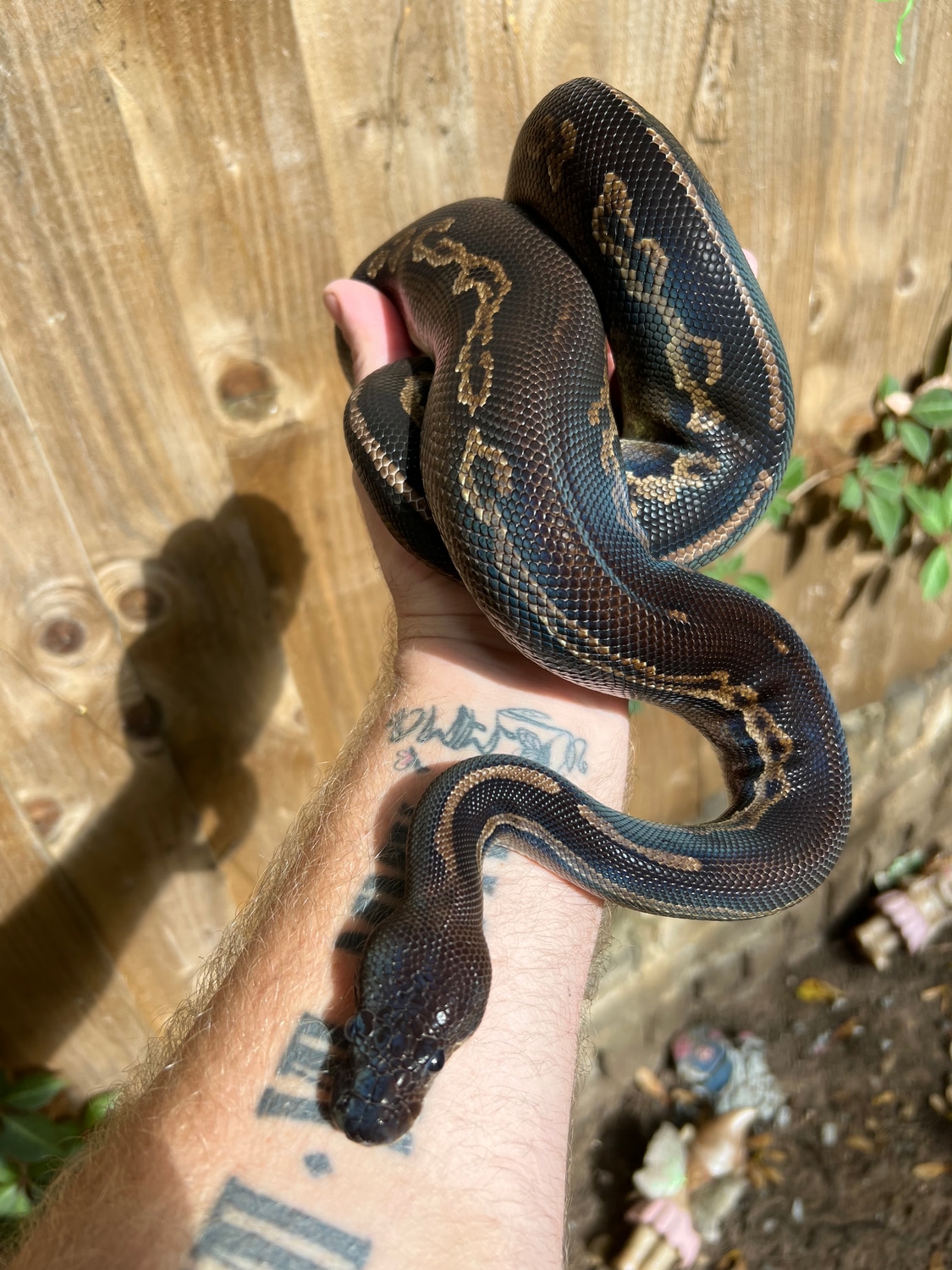 Black Head Leopard Het Red Axantic Ball Python by The Reptile Fun House ...