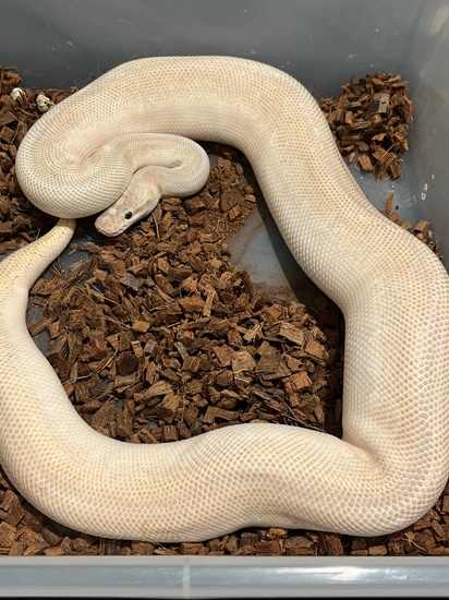 Purple Passion Adder Ball Python by The Reptile Fun House