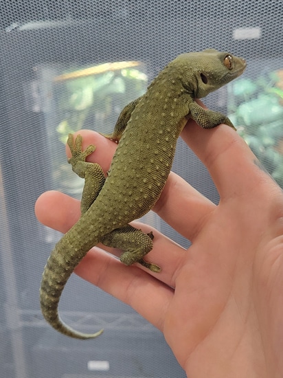 Reduced Pattern Green Tokay Gecko by Big Mad Gecko