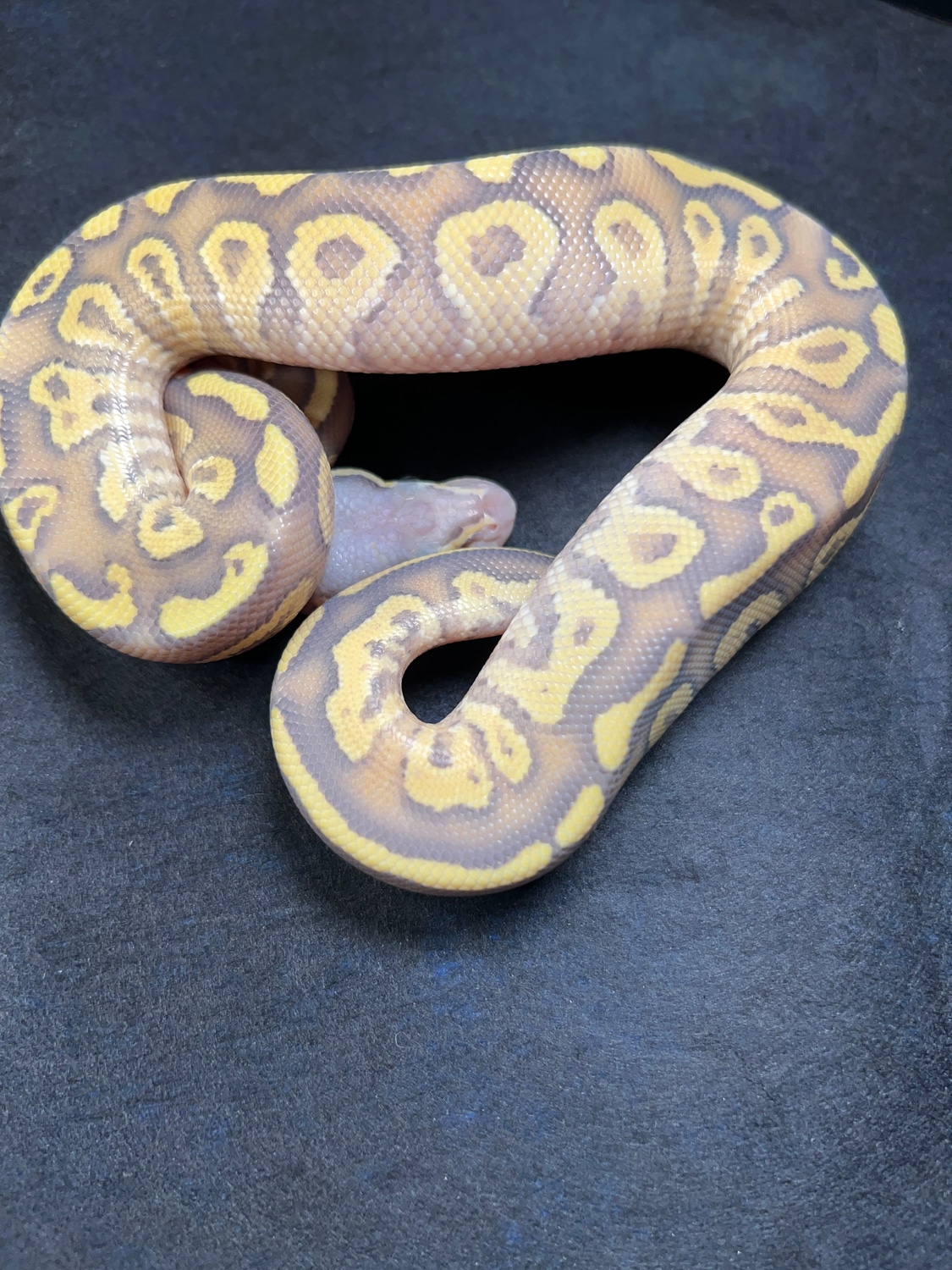 Pastel Mojave Pos Orange Dream Hypo Male Ball Python by ElbazPython ...