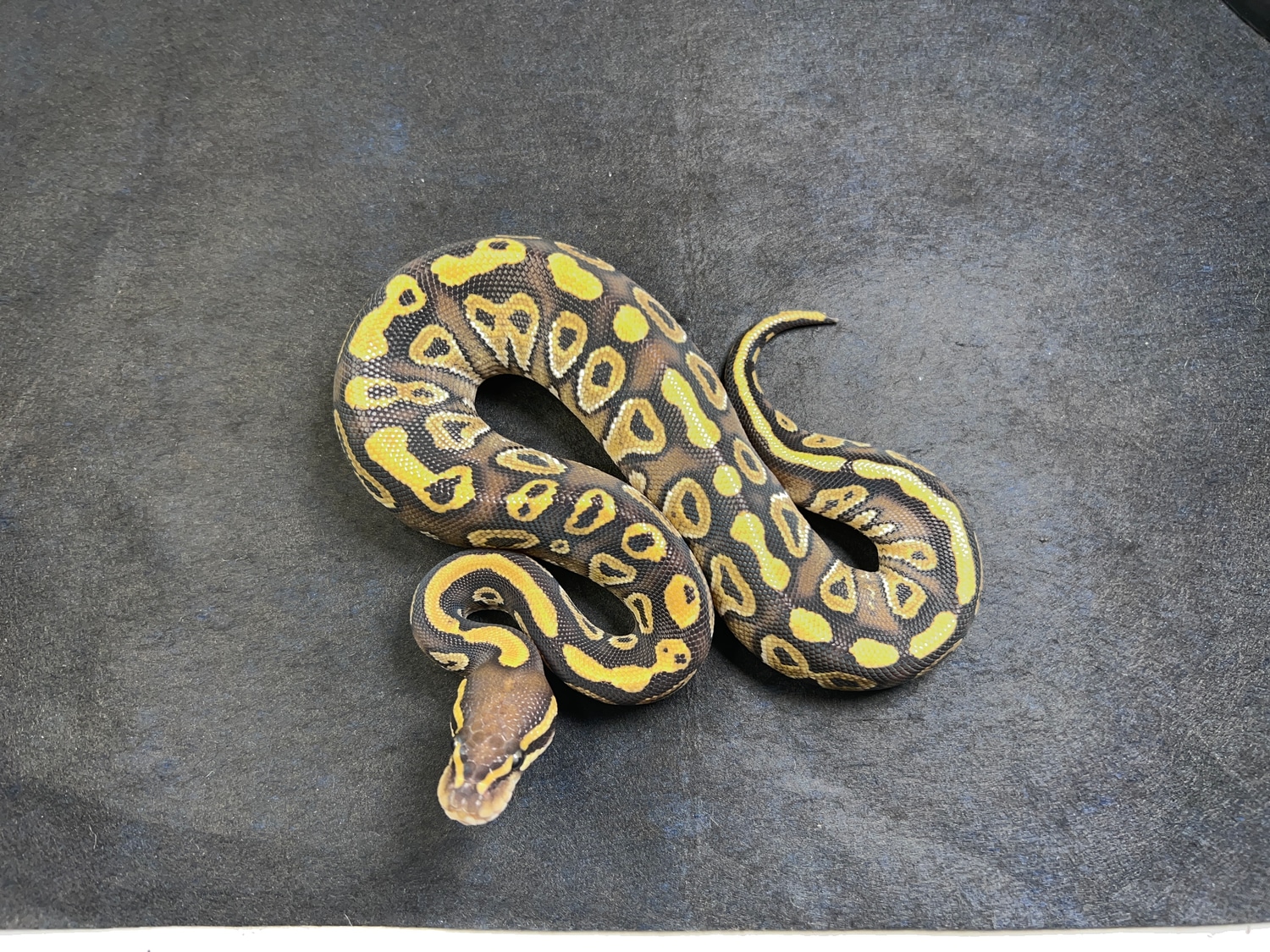 Chocolate Mojave Het Hypo Ball Python by ElbazPython - MorphMarket