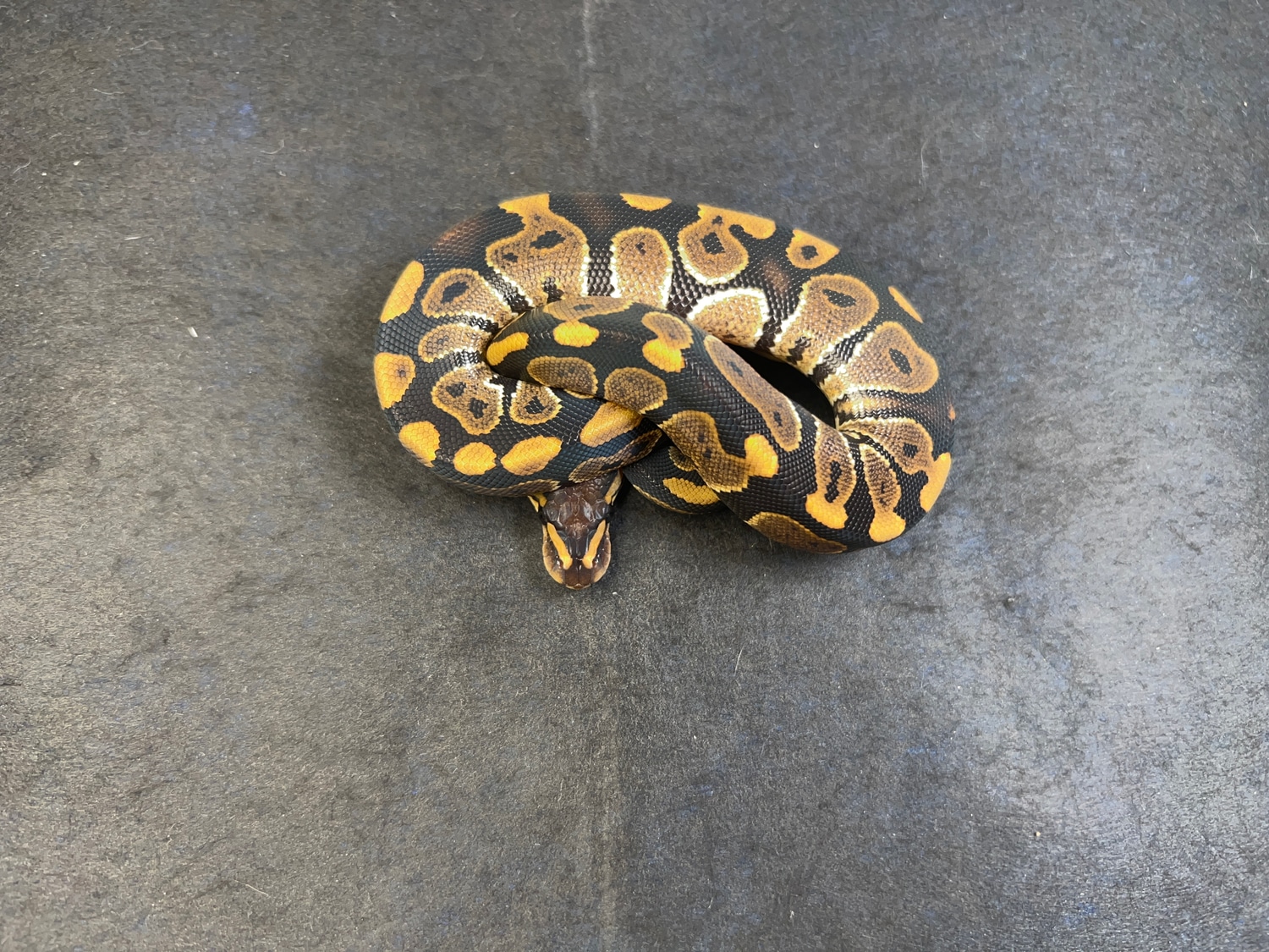 Chocolate Het Hypo Ball Python by ElbazPython - MorphMarket