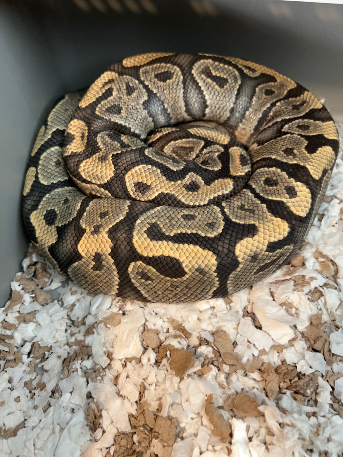 Hypo Ball Python by ElbazPython - MorphMarket