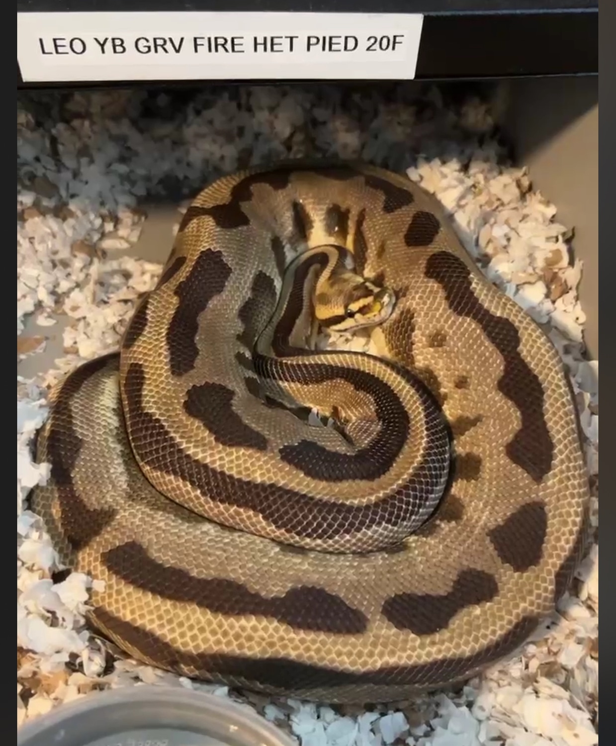 ElbazPython