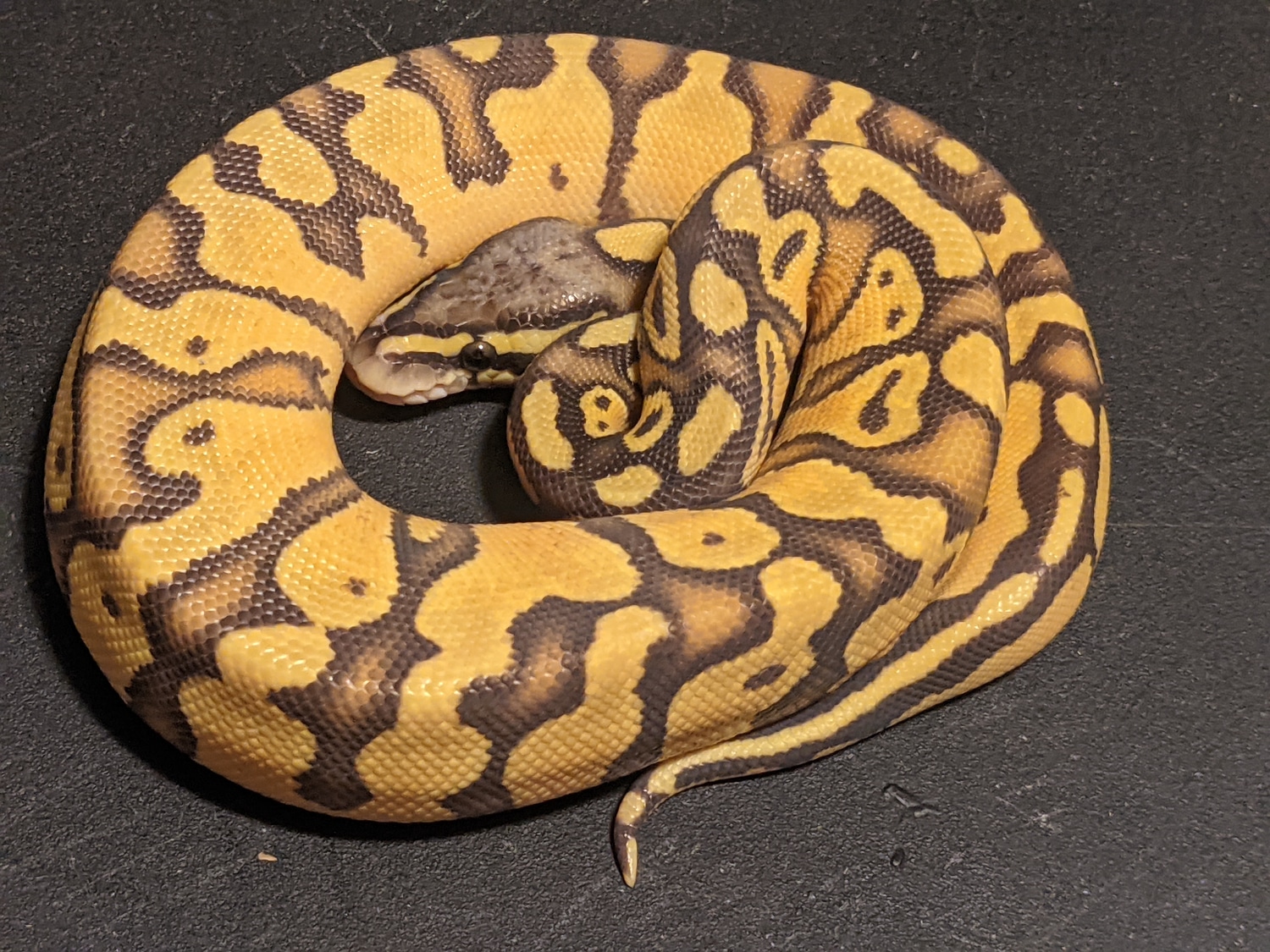 Super Pastel Enchi Hypo Het Pied Ball Python by Bigmouth Reptiles ...