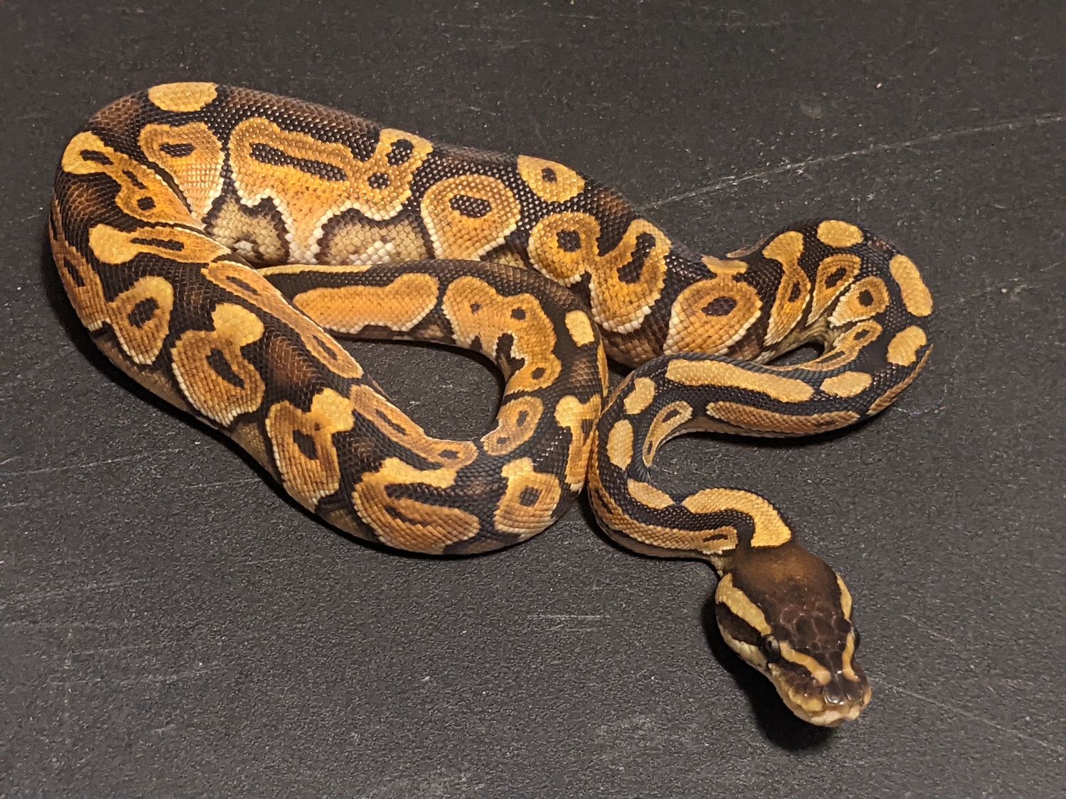 Cinnamon Enchi Ball Python by Bigmouth Reptiles - MorphMarket
