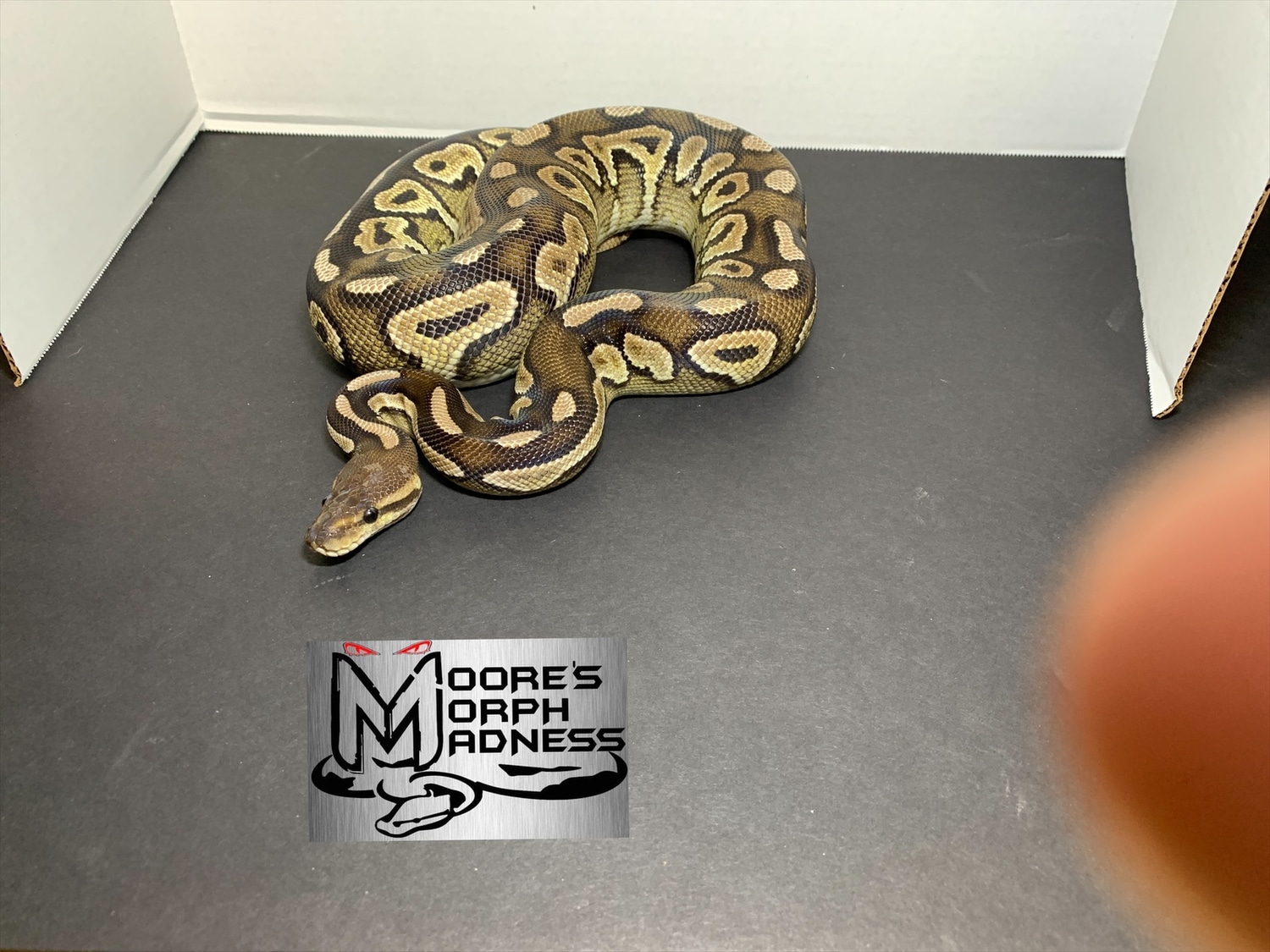 Savannah Ball Python by Moore’s Morph Madness - MorphMarket